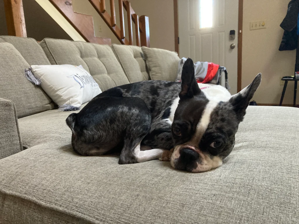 Survey: Pet Owners Spend Average of $1,750 Annually on Pets